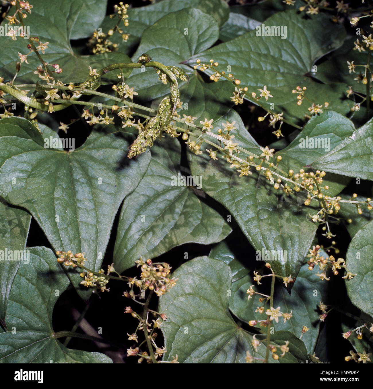 Tamus communis, Dioscoreaceae Stock Photo - Alamy