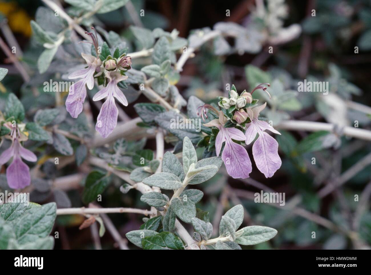 Teucrium fruticans hi-res stock photography and images - Alamy