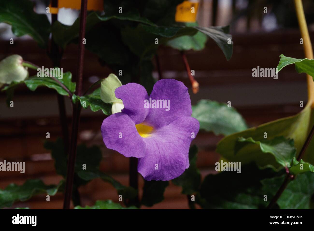 Bush Clockvine (Thunbergia erecta), Acanthaceae Stock Photo - Alamy