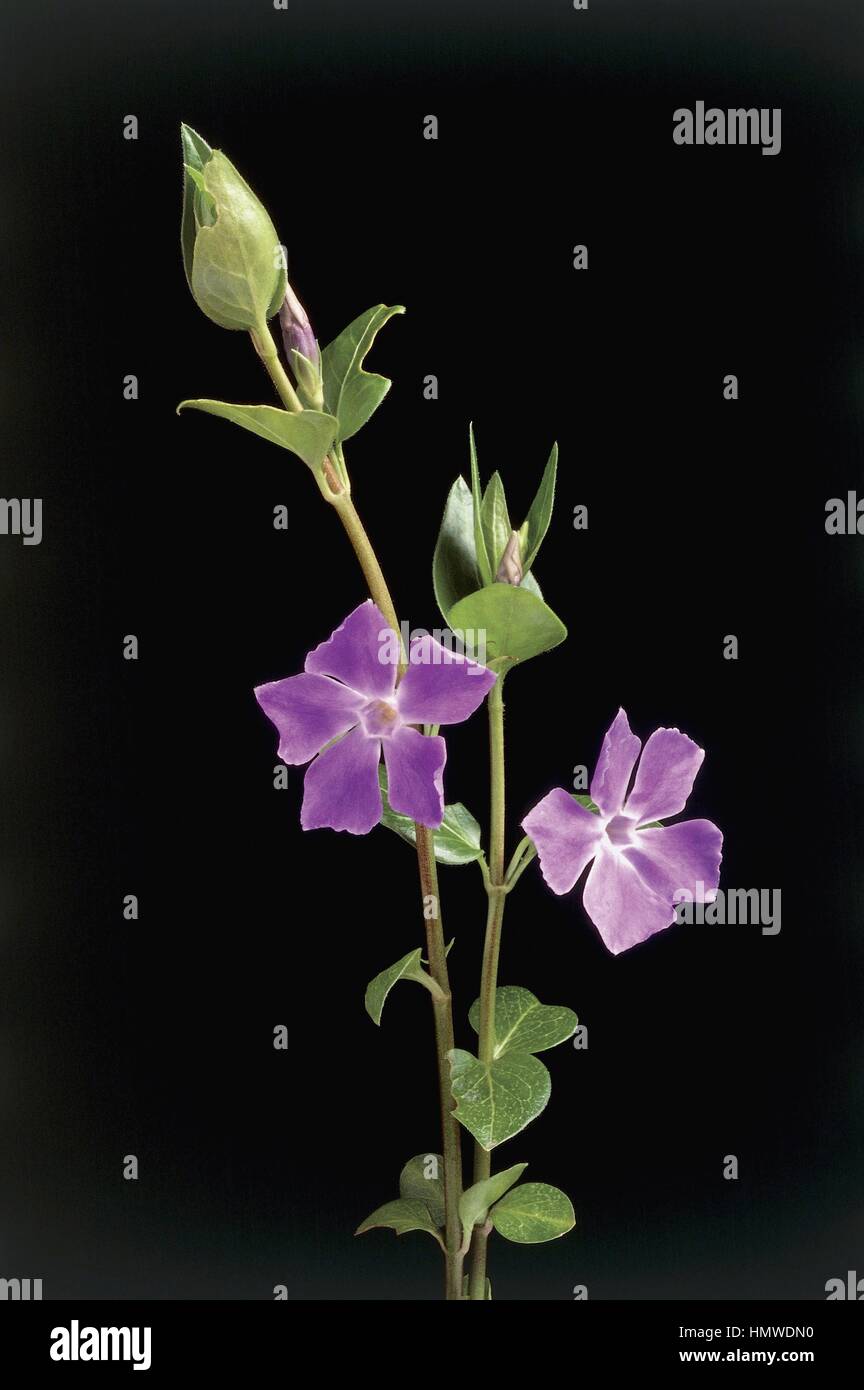 Botany - Apocynaceae - Bigleaf periwinkle (Vinca major Stock Photo - Alamy