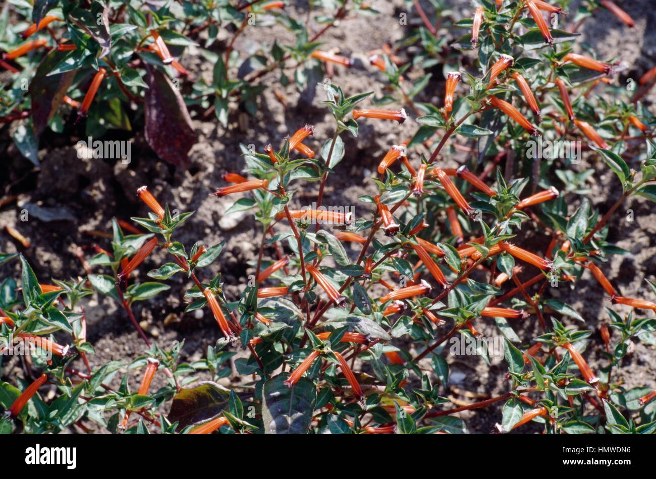Cigar plant, Cigar flower or Firecracker plant (Cuphea platycentra or ...