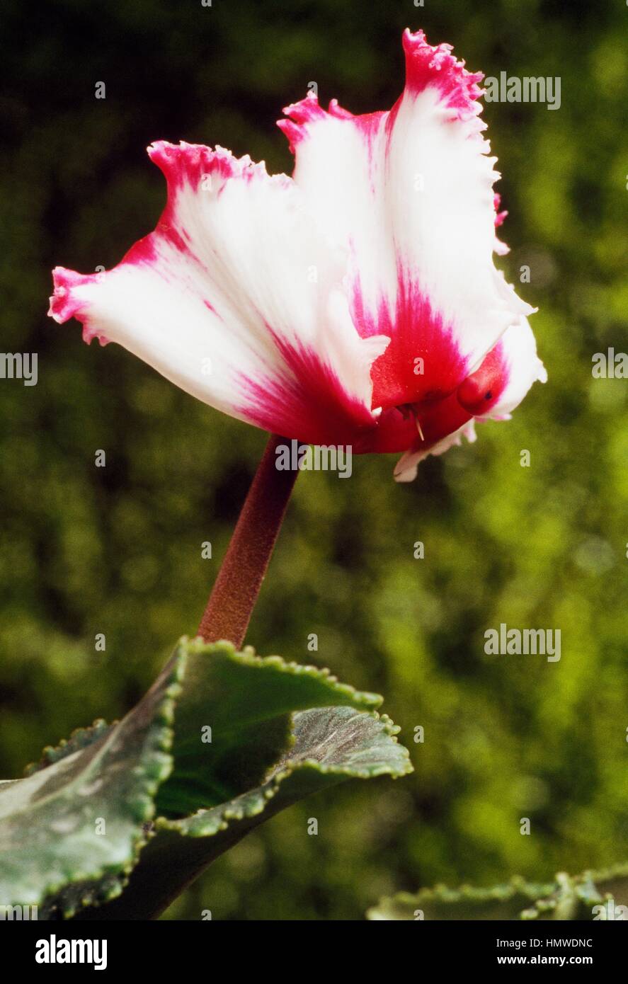 Florist's cyclamen (Cyclamen persicum), Primulaceae Stock Photo - Alamy