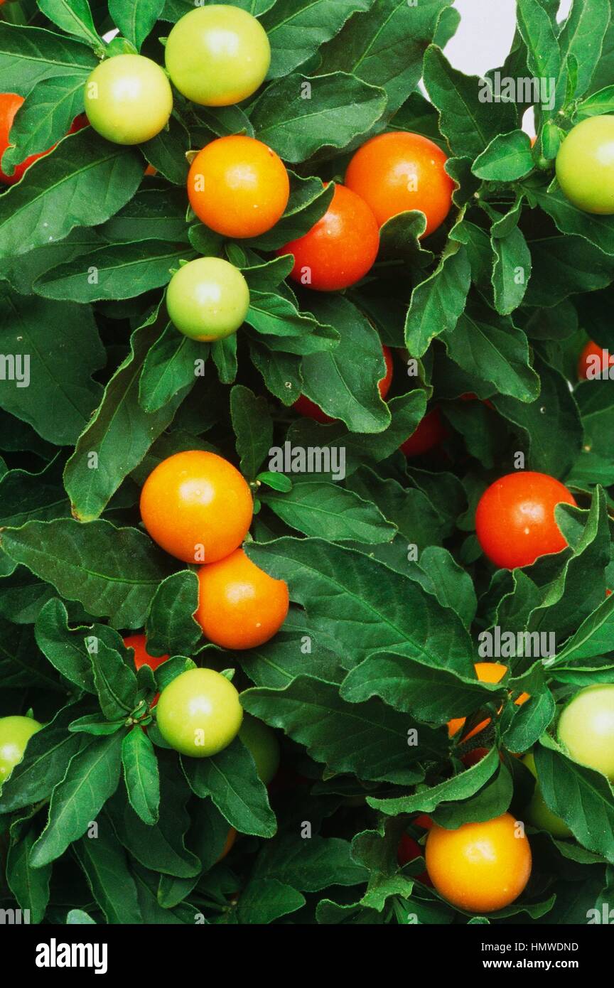 Jerusalem cherry or Madeira winter cherry (Solanum pseudocapsicum ...