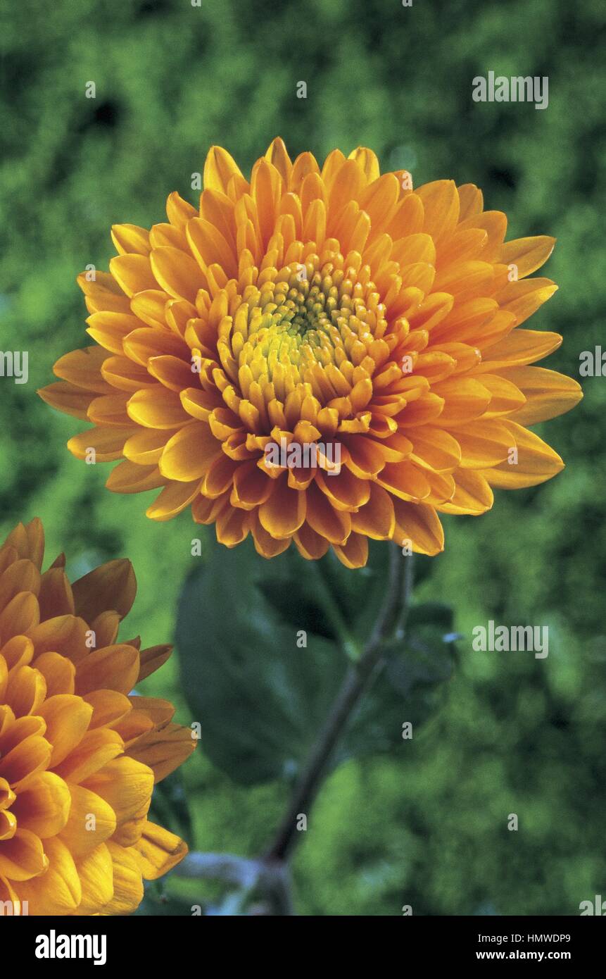 Botany - Asteraceae - Chrysanthemum (genus Stock Photo - Alamy