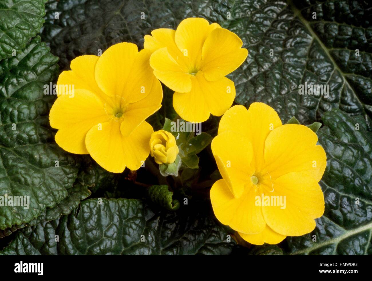 Cowslip, common cowslip (Primula veris), Primulaceae Stock Photo - Alamy