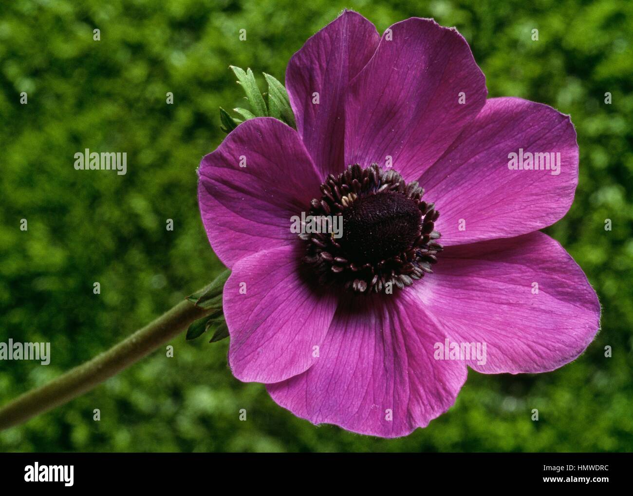 Persian violet exacum affine hi-res stock photography and images - Alamy