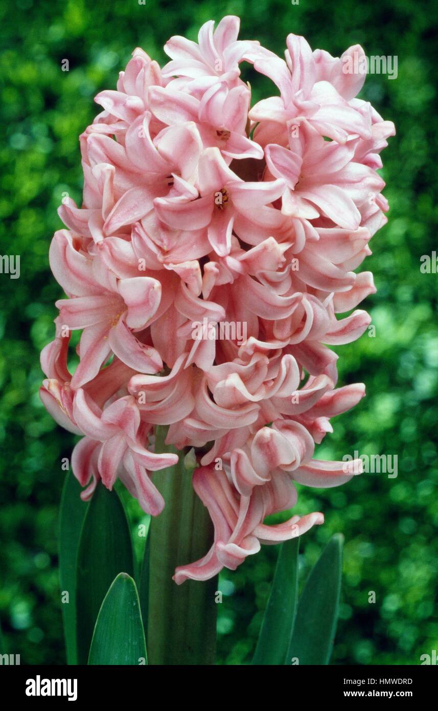 Garden hyacinth or Common hyacinth (Hyacinthus orientalis ...