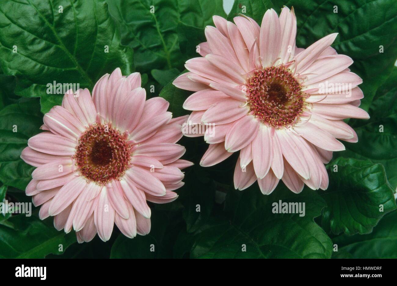 Gerbera or African daisy (Gerbera sp), Asteraceae Stock Photo - Alamy
