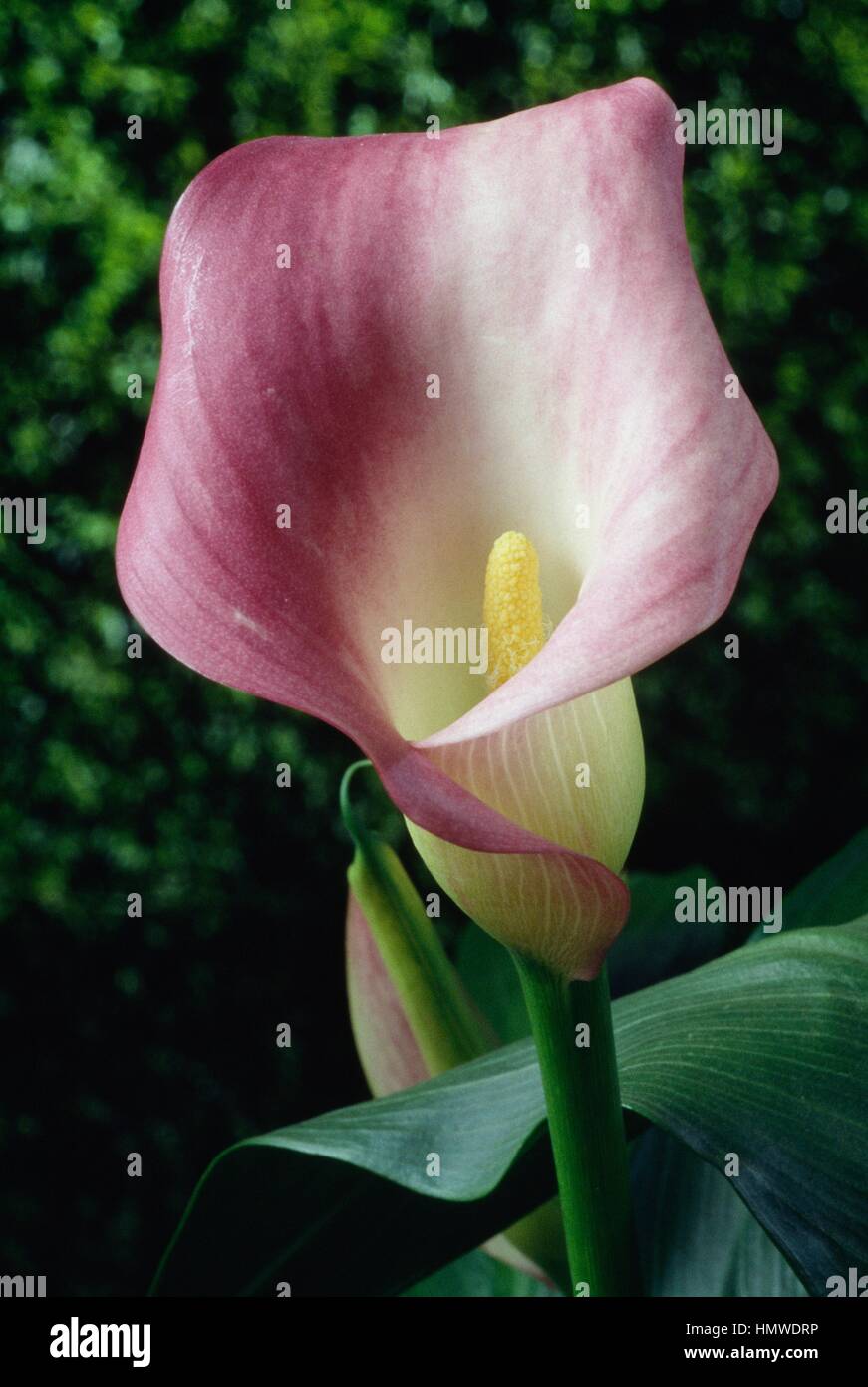 Pink arum lily, (Zantedeschia rehmannii), Araceae Stock Photo - Alamy