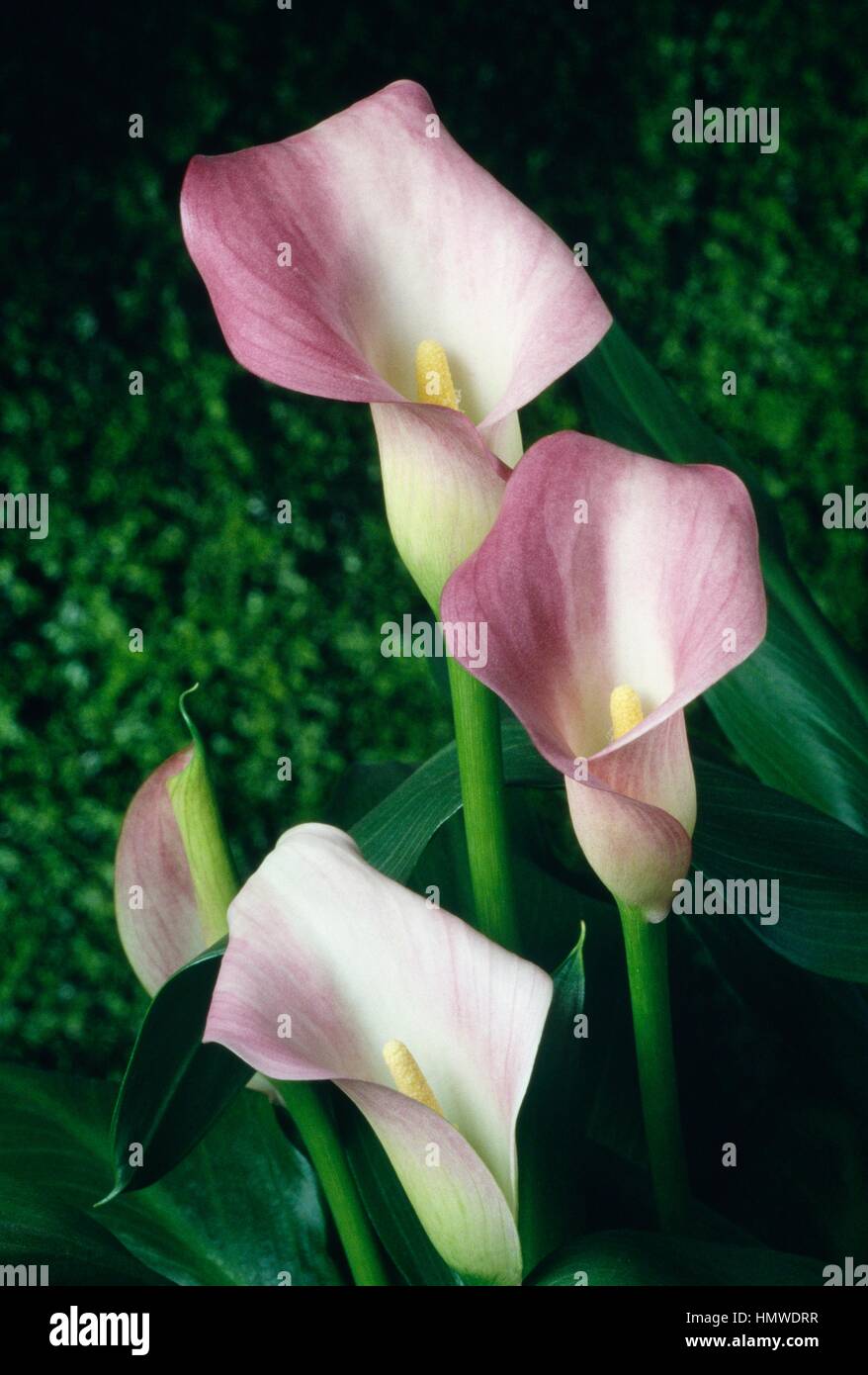 Pink arum lily, (Zantedeschia rehmannii), Araceae Stock Photo - Alamy