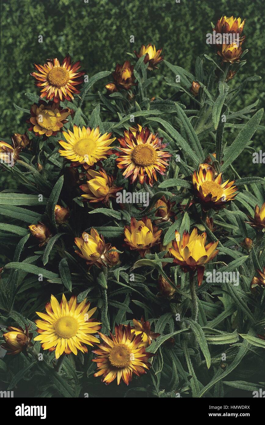 Botany - Asteraceae - Strawflower (Helichrysum Stock Photo - Alamy