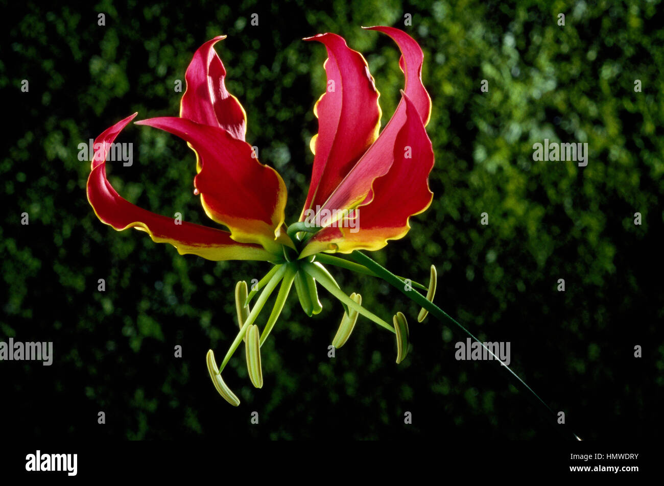 Flame lily, Glory lily or Climbing lily (Gloriosa rothschildiana or ...