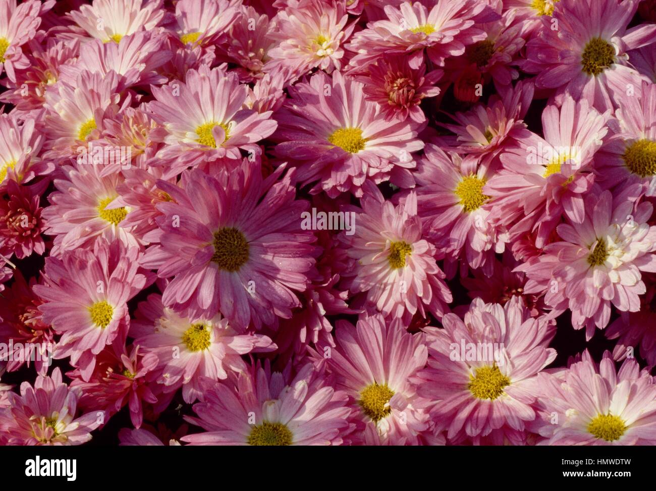 Mums (Chrysanthemum Pegasus Rosa), Asteraceae Stock Photo - Alamy