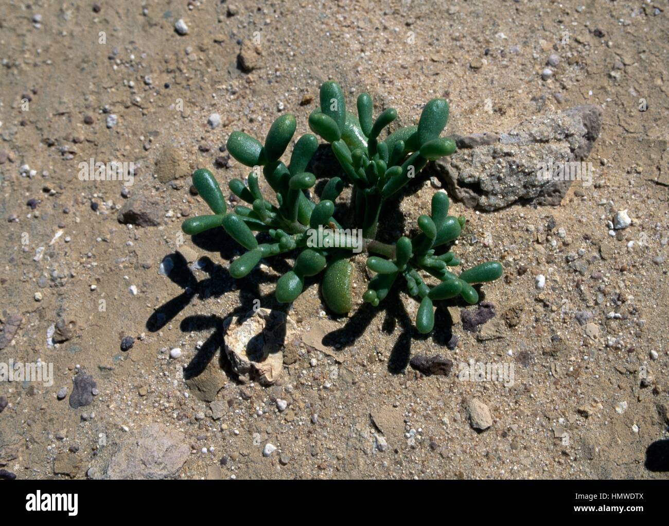 Succulent plant, Crassulaceae, Qattara Depression, Libyan Desert, Egypt ...