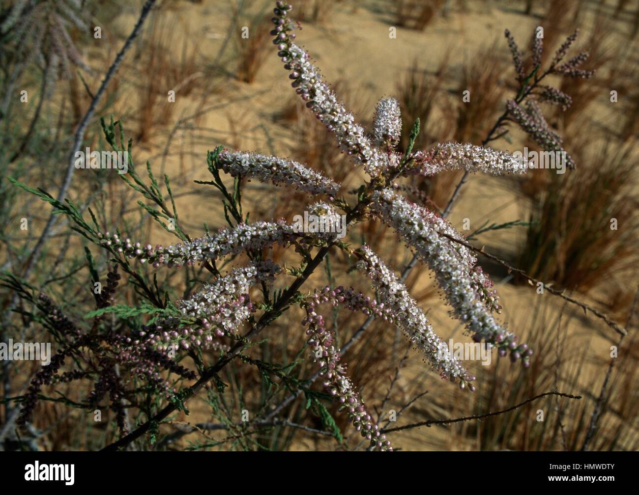 Tamarisk inflorescence (Tamarix sp), Tamaricaceae, Qattara Depression ...