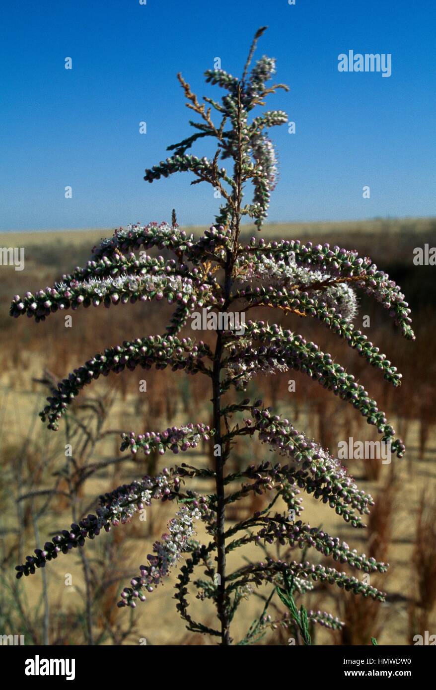 Tamarisk inflorescence (Tamarix sp), Tamaricaceae, Qattara Depression ...