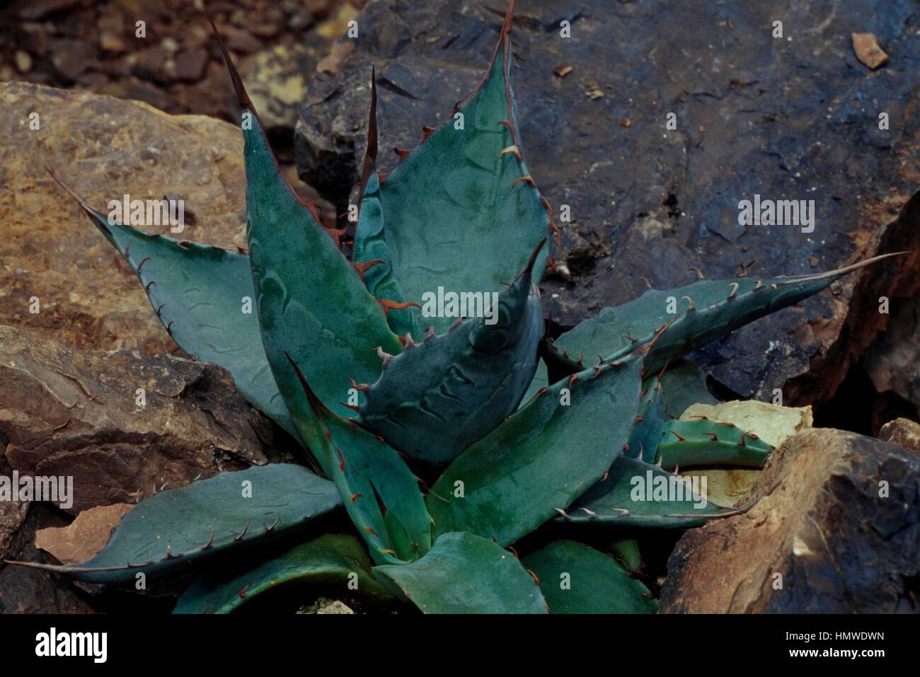 Stout Tooth Agave (Agave parrasana or Agave wislizeni), Agavaceae Stock ...