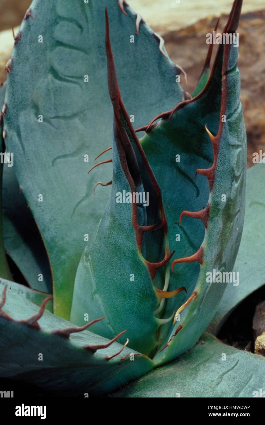 Stout Tooth Agave (Agave parrasana or Agave wislizeni) leaves ...
