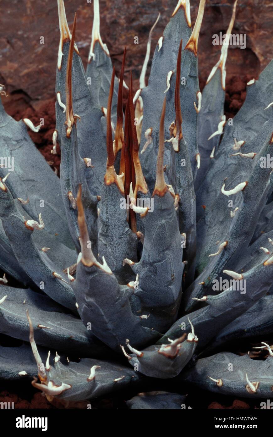 Utah agave (Agave utahensis), Agavaceae Stock Photo - Alamy