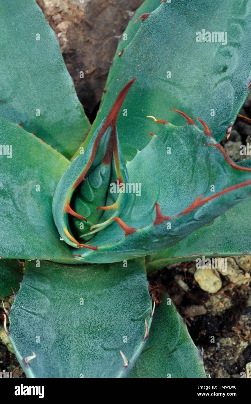 Stout Tooth Agave (Agave parrasana or Agave wislizeni) leaves ...