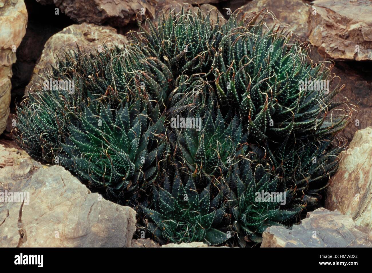 Lace aloe (Aloe aristata), Liliaceae Stock Photo - Alamy