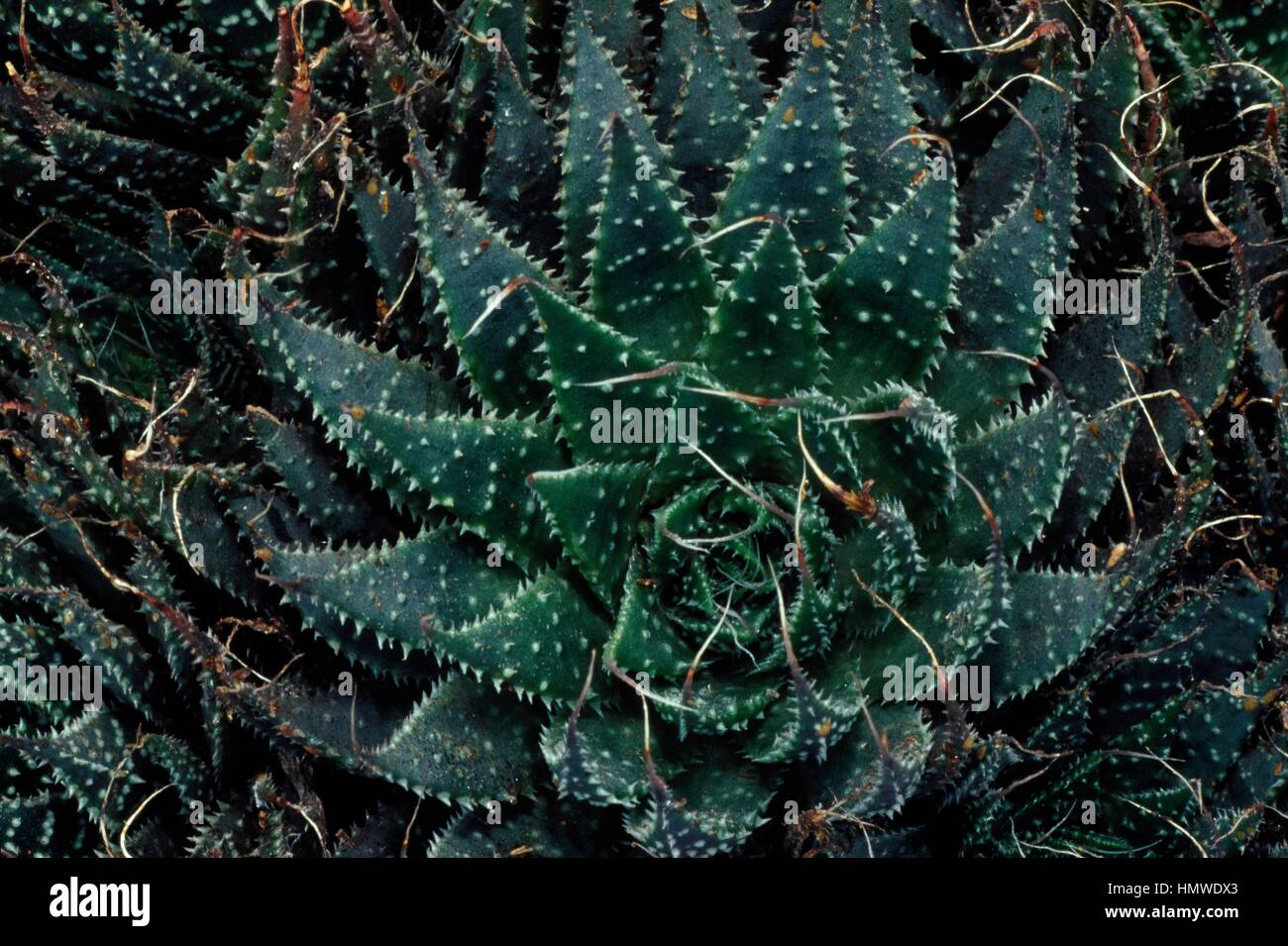 Lace aloe (Aloe aristata), Liliaceae Stock Photo - Alamy