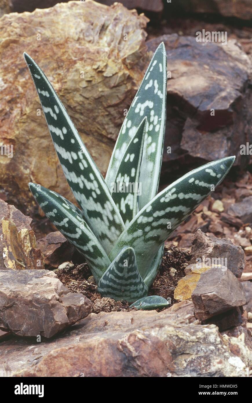 Botany - Aloaceae. Aloe variegata Stock Photo - Alamy