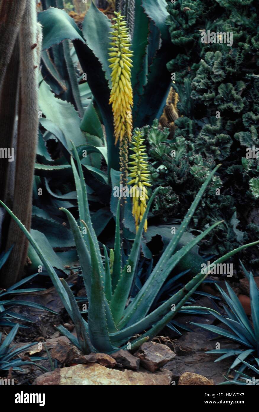 Indian Aloe Stock Photos & Indian Aloe Stock Images - Alamy