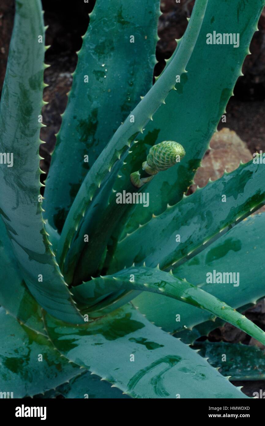 Indian Aloe Stock Photos & Indian Aloe Stock Images - Alamy