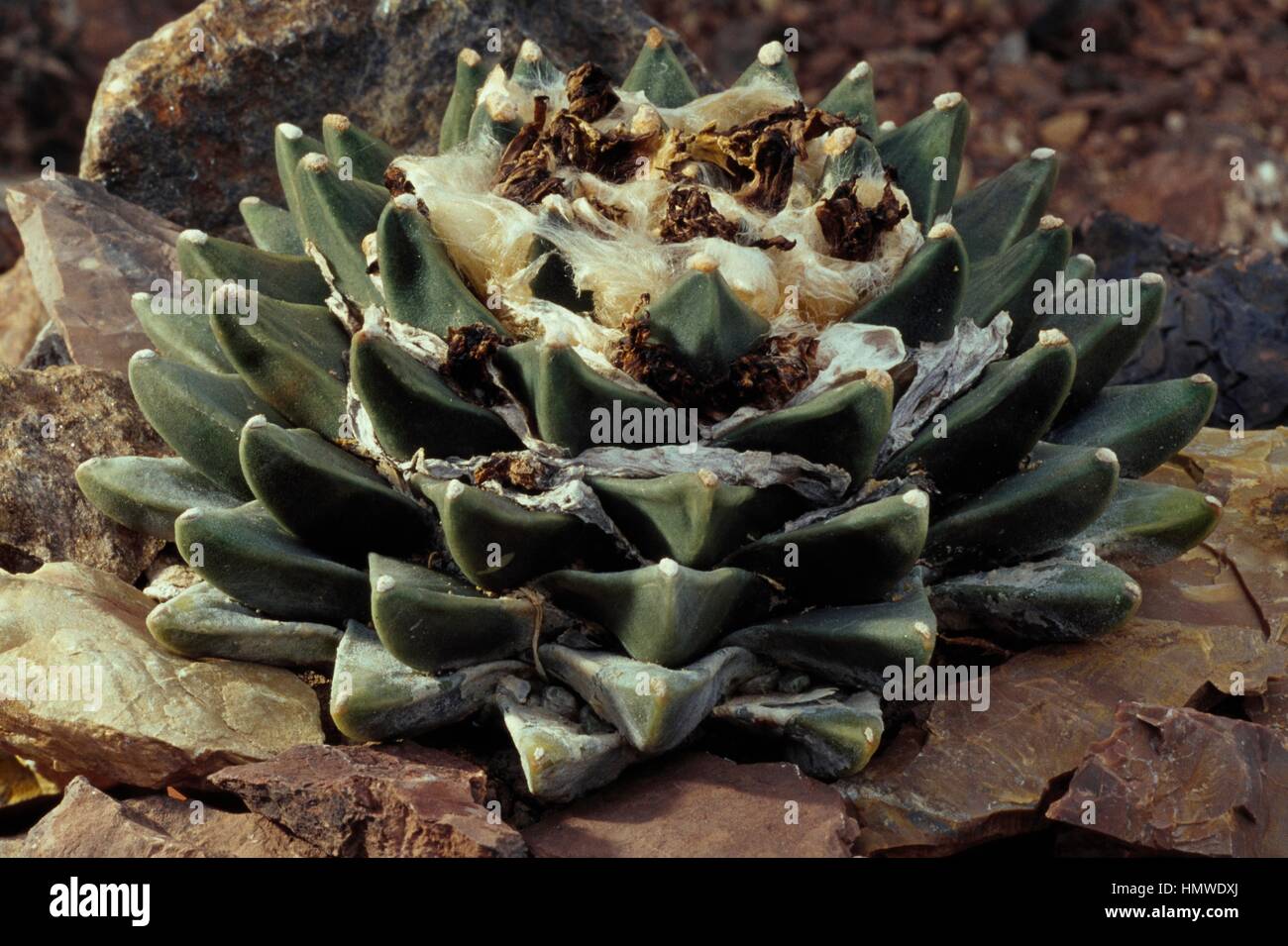 Living rock (Ariocarpus retusus), Cactaceae Stock Photo - Alamy