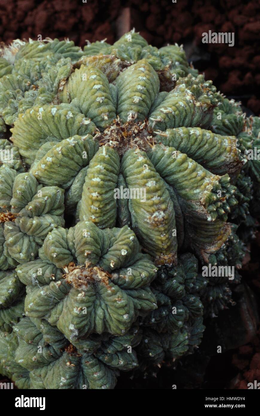 Aztec cactus hi-res stock photography and images - Alamy