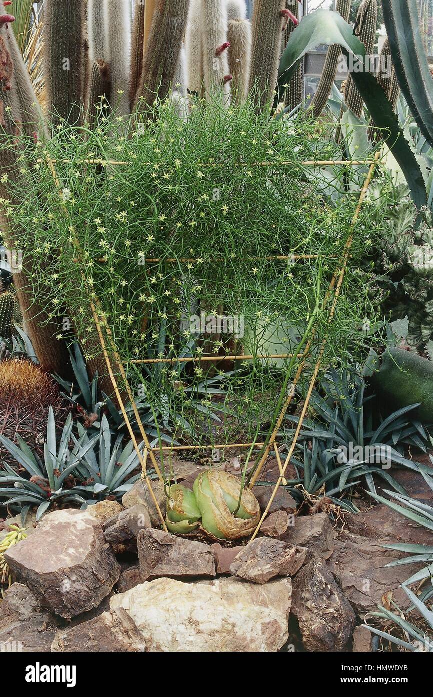 Botany liliaceae climbing hi-res stock photography and images - Alamy