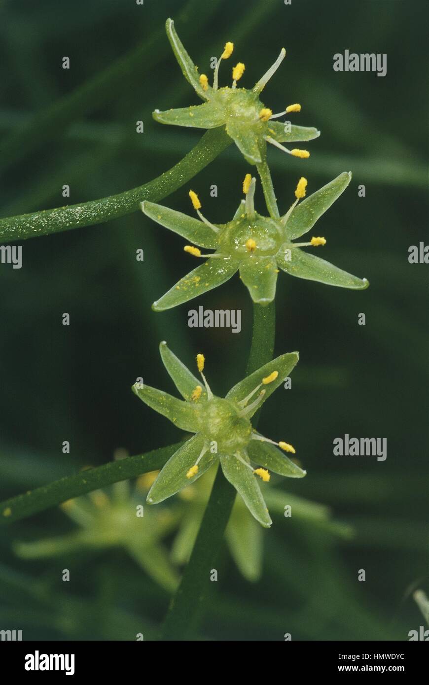Botany - Liliaceae. Bowiea volubilis Stock Photo - Alamy