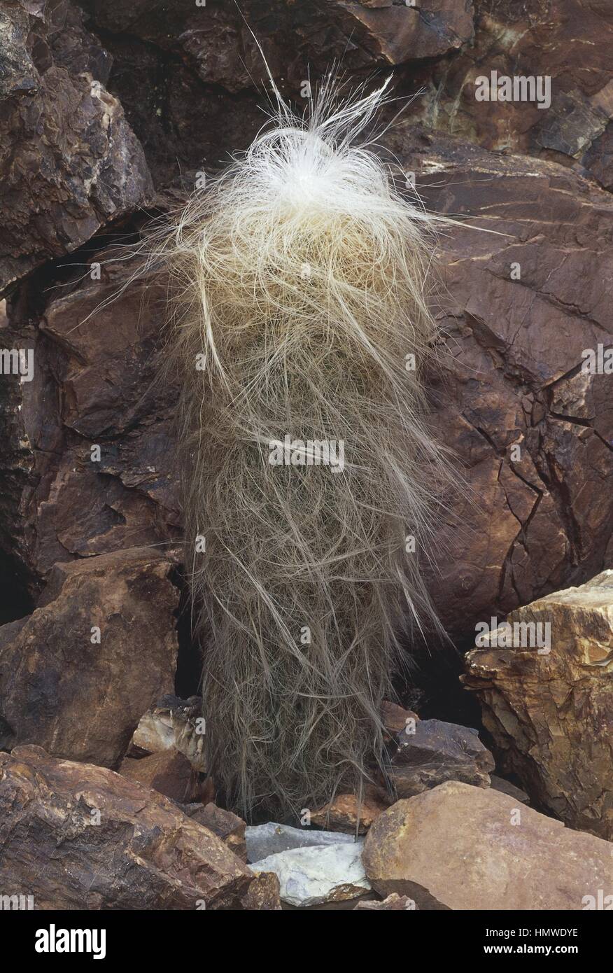 Botany - Cactaceae. Old-man cactus (Cephalocereus senilis Stock Photo ...