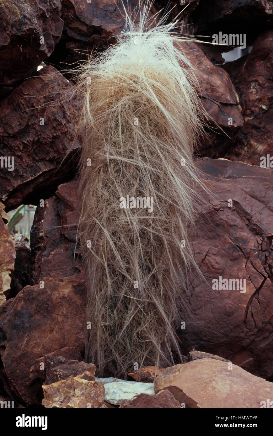 Old man cactus (Cephalocereus senilis), Cactaceae Stock Photo - Alamy