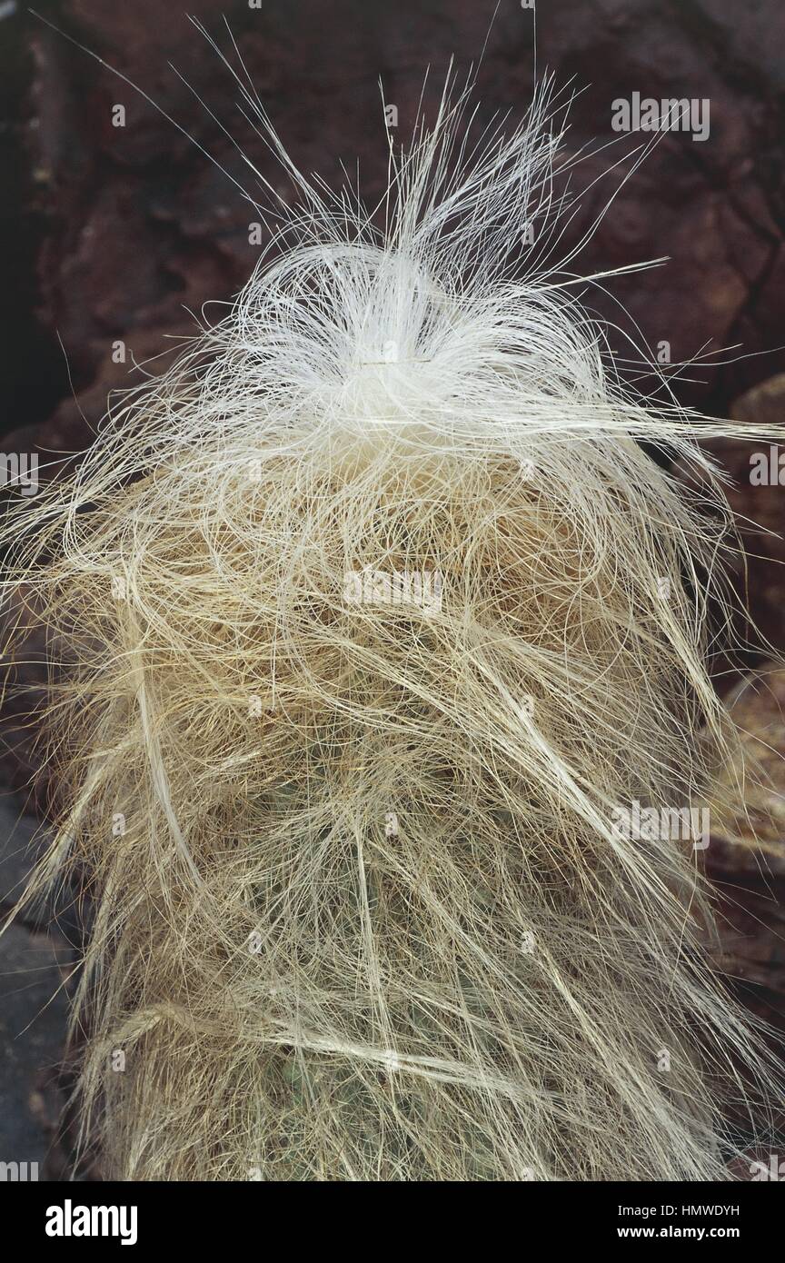 Botany - Cactaceae. Old-man cactus (Cephalocereus senilis Stock Photo ...
