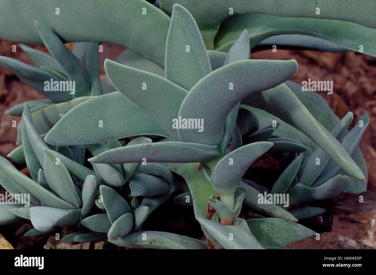 Propellent plant (Crassula falcata or Rochea falcata), Crassulaceae ...