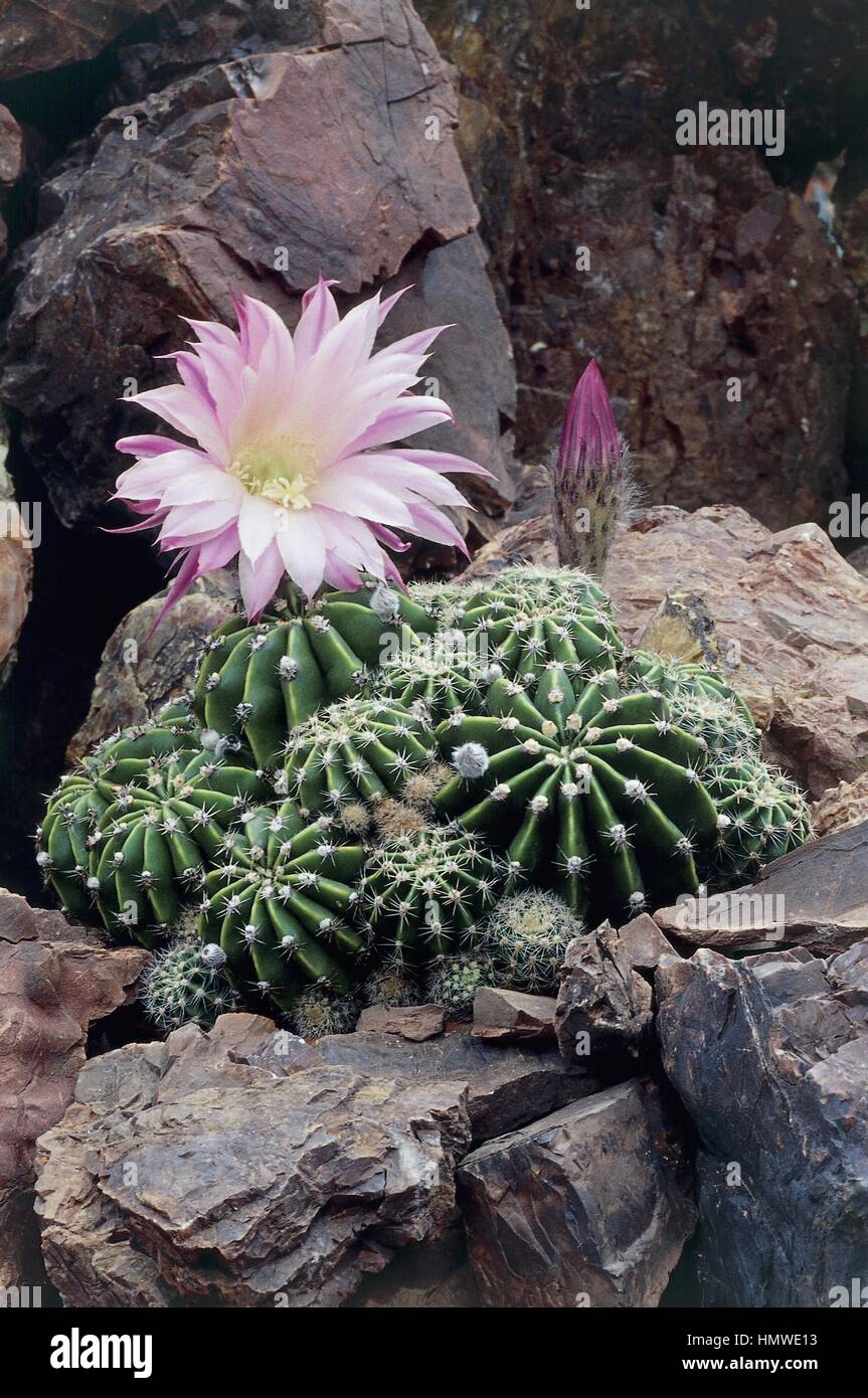Botany - Cactaceae - Easter lily cactus (Echinopsis multiplex Stock ...