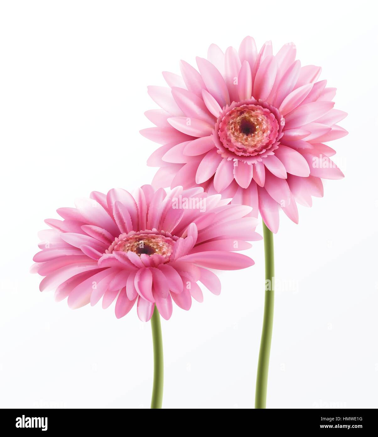 Close up vibrant daisy Stock Vector Images - Alamy