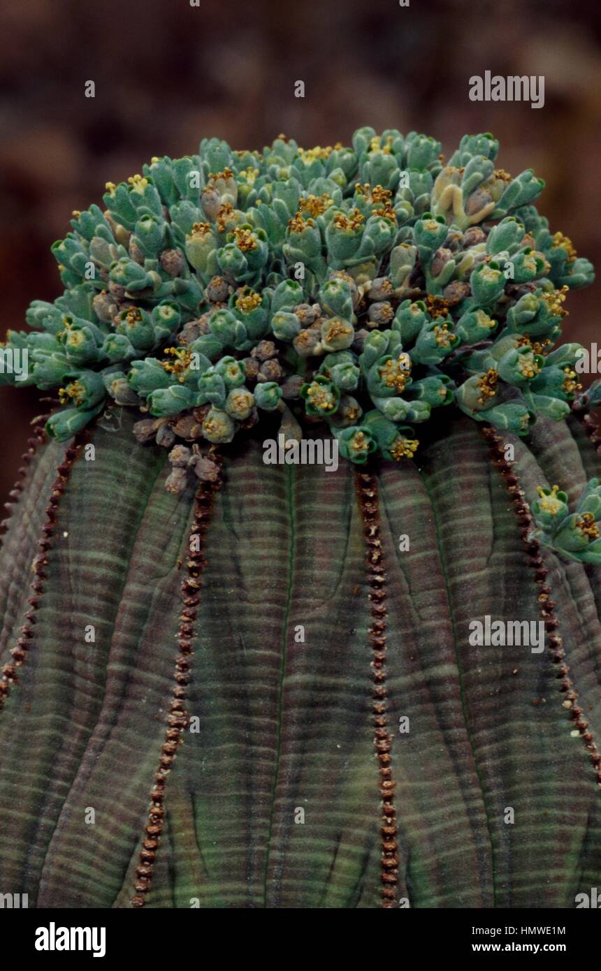 Baseball cactus hi-res stock photography and images - Alamy