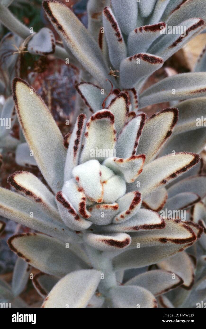 Panda plant (Kalanchoe tomentosa) flowers, Crassulaceae. Detail Stock ...