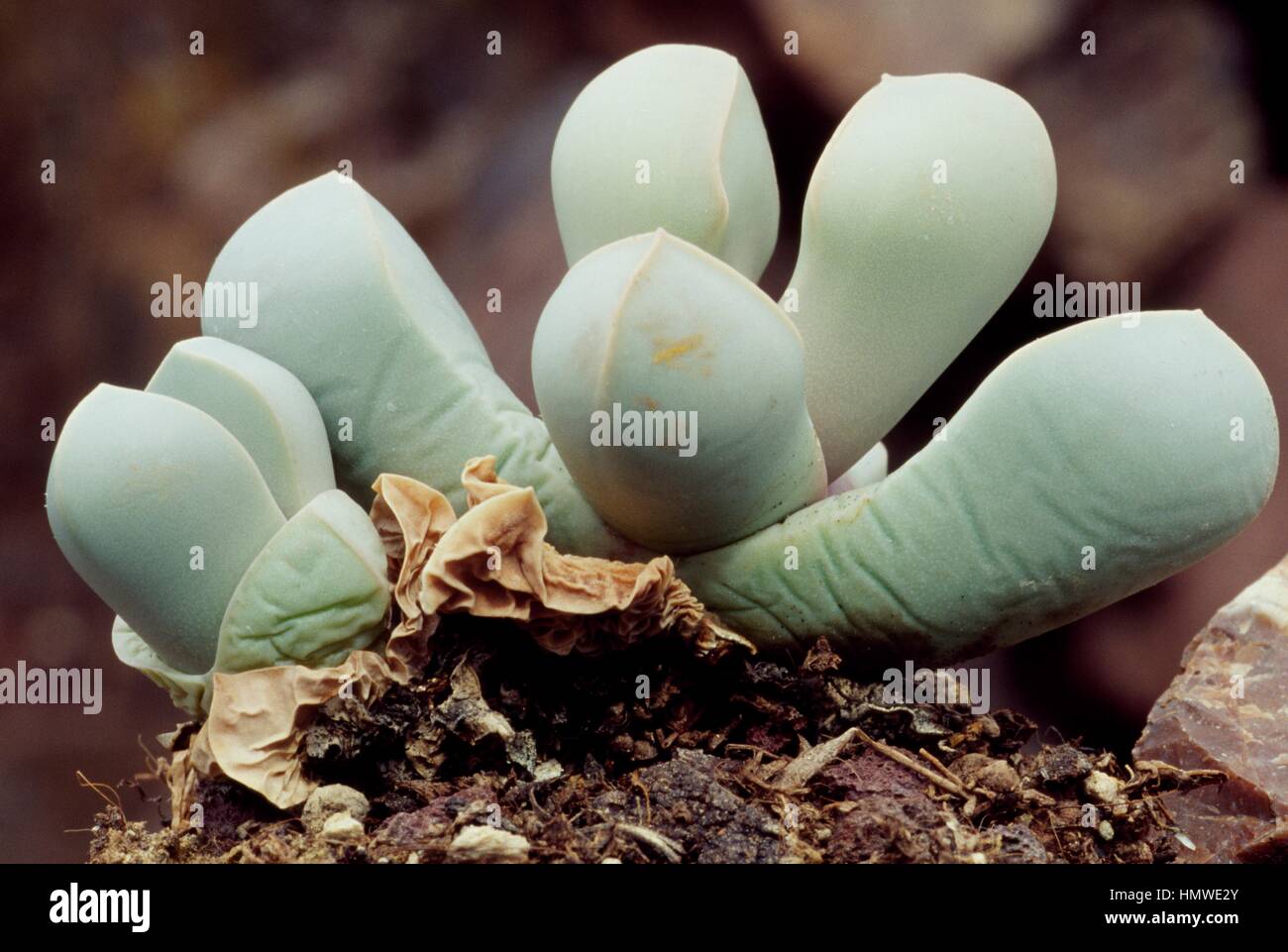 Karoo Rose (Lapidaria margaretae), Aizoaceae Stock Photo - Alamy