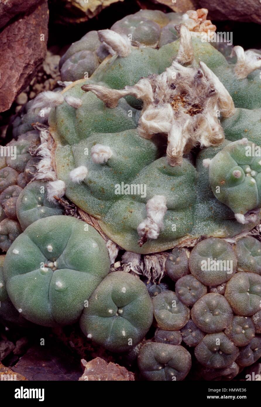 Peyote (Lophophora williamsii), Cactaceae. Detail Stock Photo - Alamy