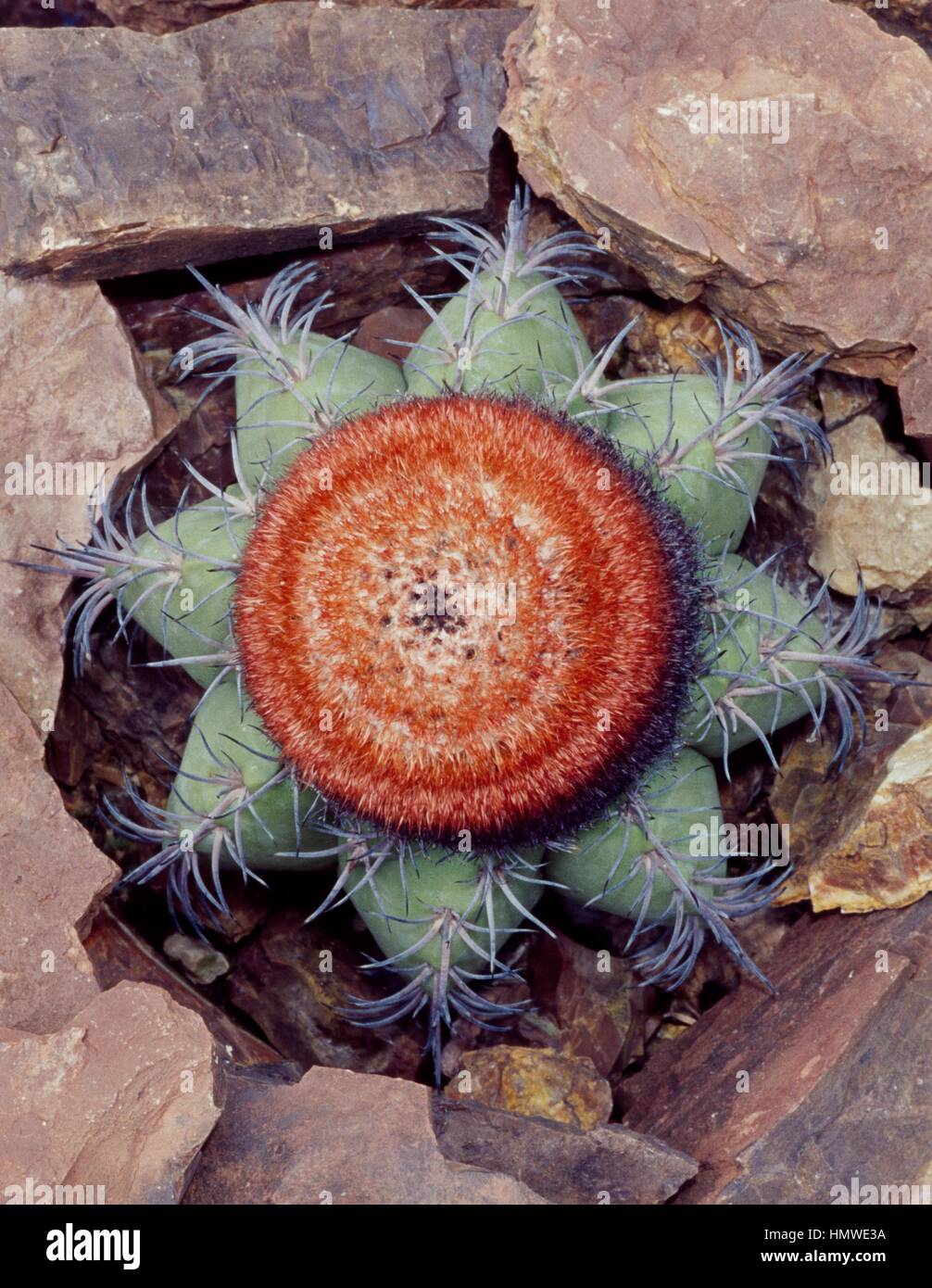 Dwarf turk's cap cactus (Melocactus matanzanus), Cactaceae Stock Photo ...
