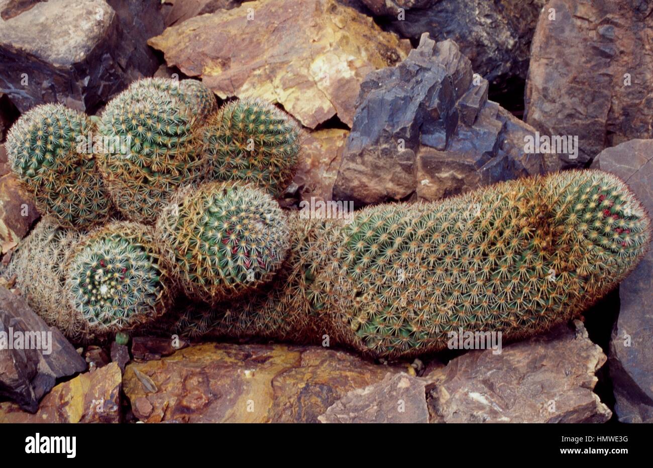 Mammillaria matudae hi-res stock photography and images - Alamy