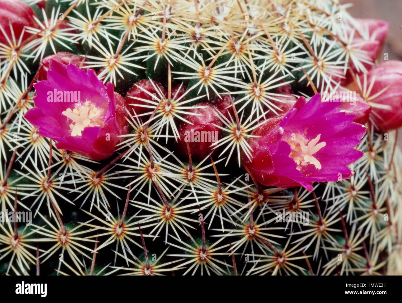 Mammillaria matudae hi-res stock photography and images - Alamy