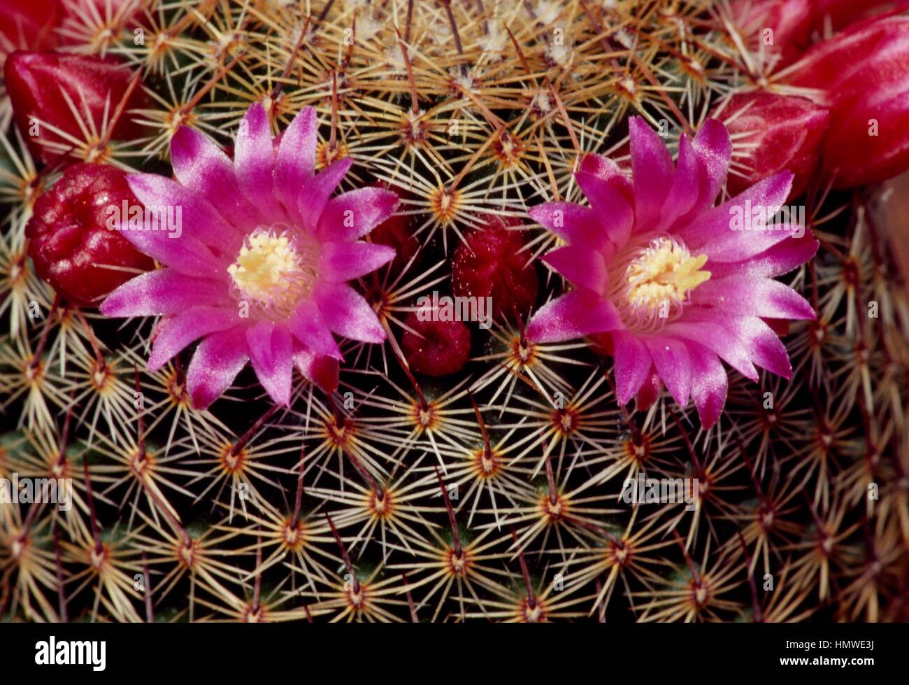 Mammillaria matudae hi-res stock photography and images - Alamy
