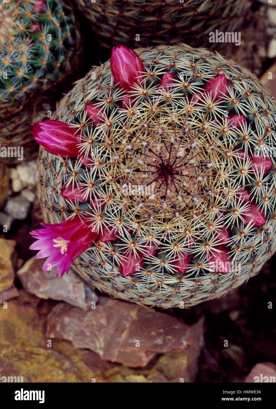 Mammillaria matudae hi-res stock photography and images - Alamy