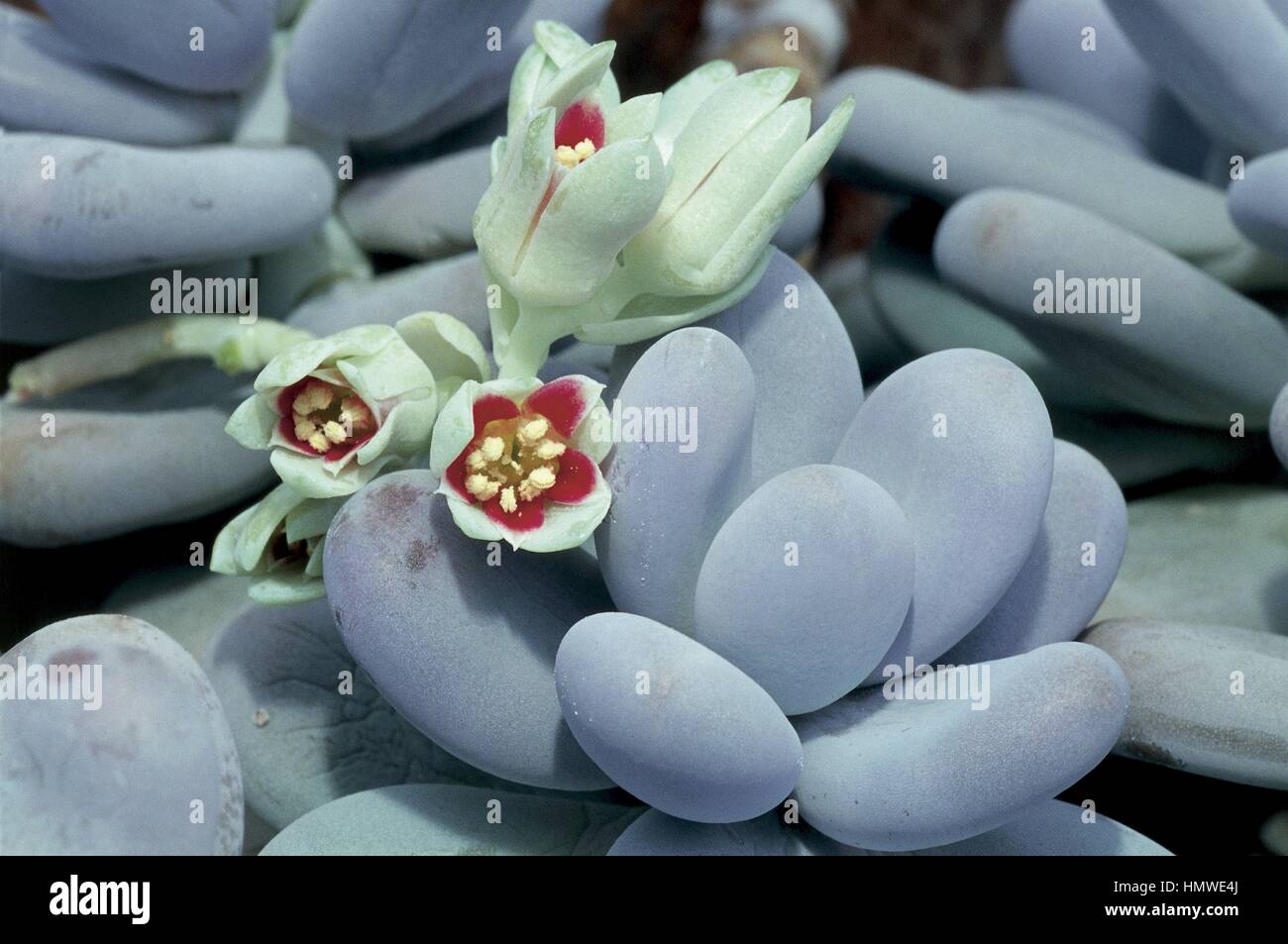 Botany - Crassulaceae - Moonstones (Pachyphytum oviferum Stock Photo ...