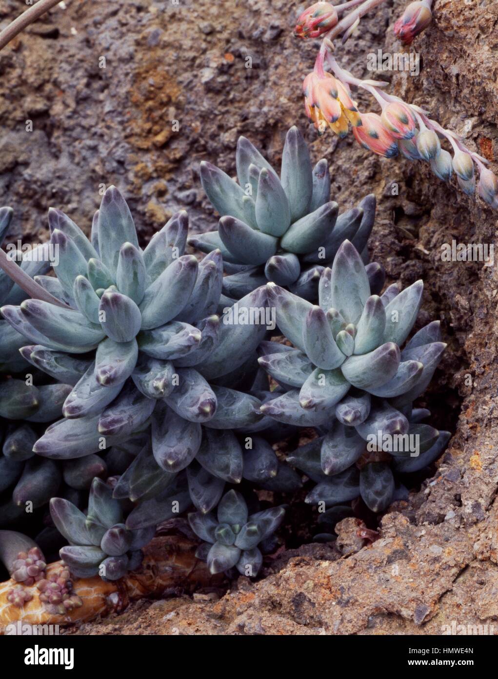 Pachyphytum Stock Photos & Pachyphytum Stock Images - Alamy
